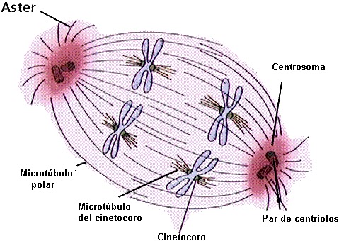 BIOLOGIA: Ciclo Celular