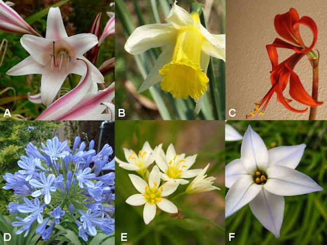 Asteraceae: Subfamília Liliidae