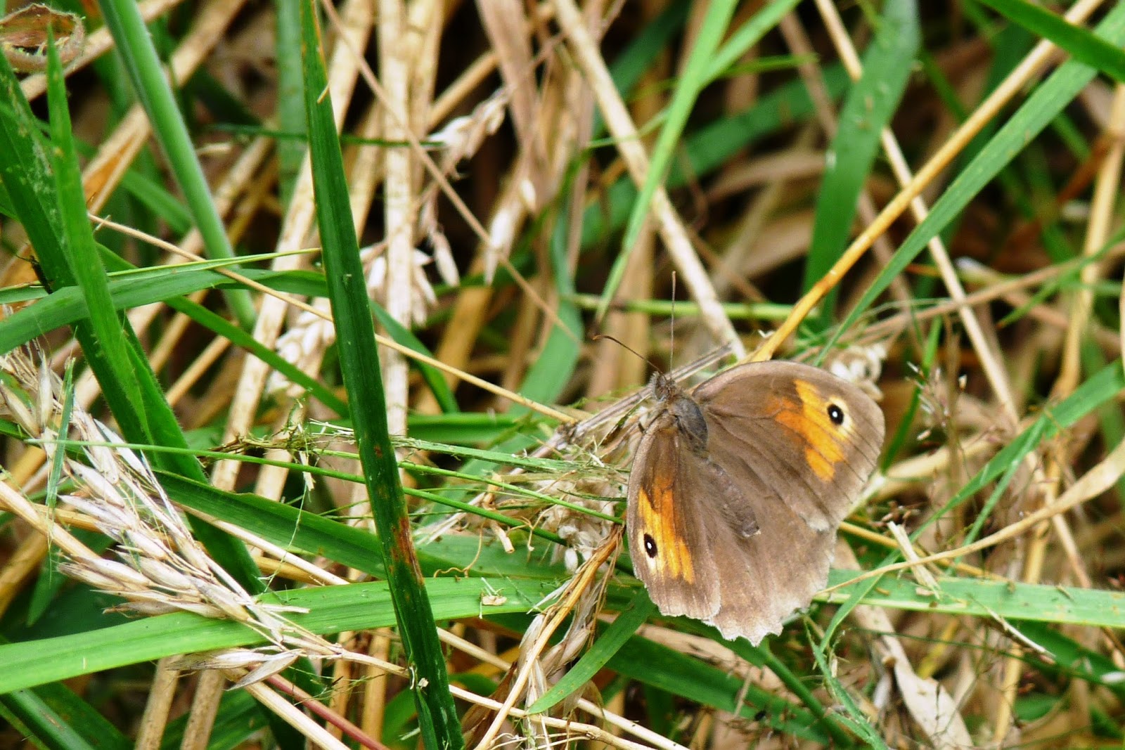 Northwest Norfolk Naturalists: Local butterflies