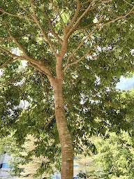 Singapore For Less: Common trees and plants