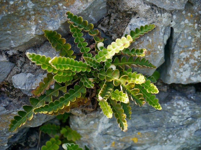 Instantes botánicos: Doradilla Ceterach officinarum