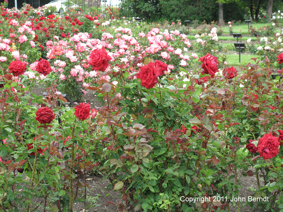 Maplewood Rose Garden Pictures