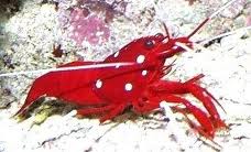 Samudera Biru Aquarium: GALERI INVERTEBRATA & UDANG