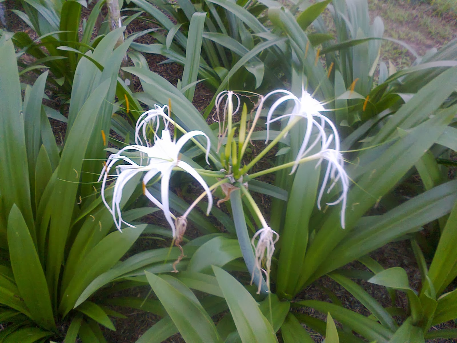 Akan aku tenang selalu......: Pokok `Spider Lily' saya...