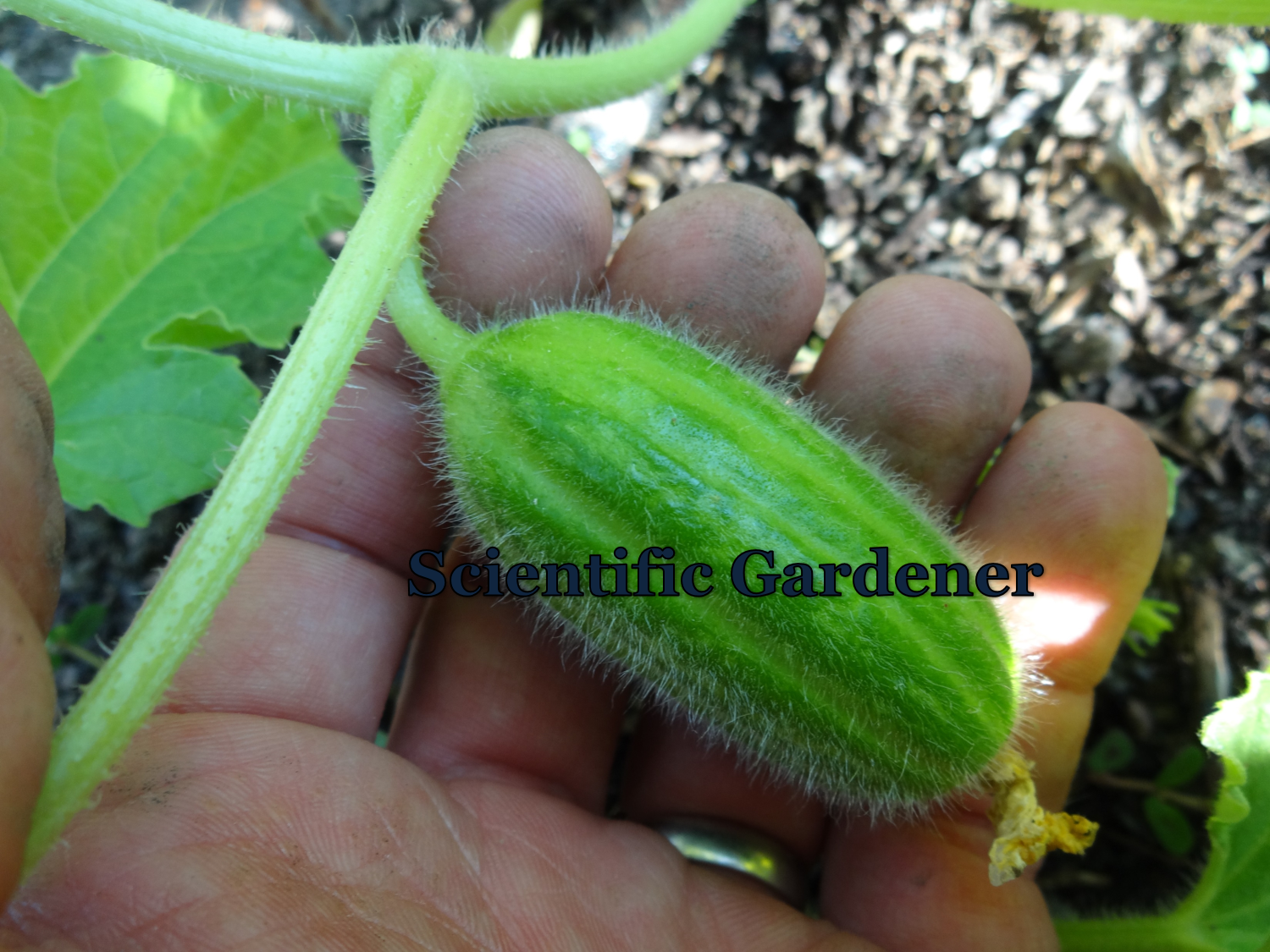 The Scientific Gardener: Caroselli