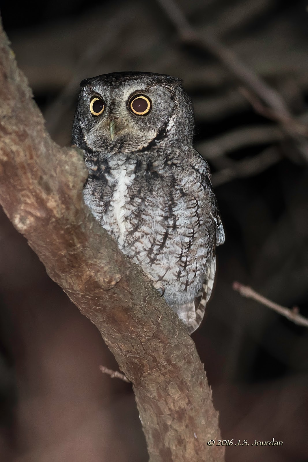 Red And Grey Morph Eastern Screech Owl