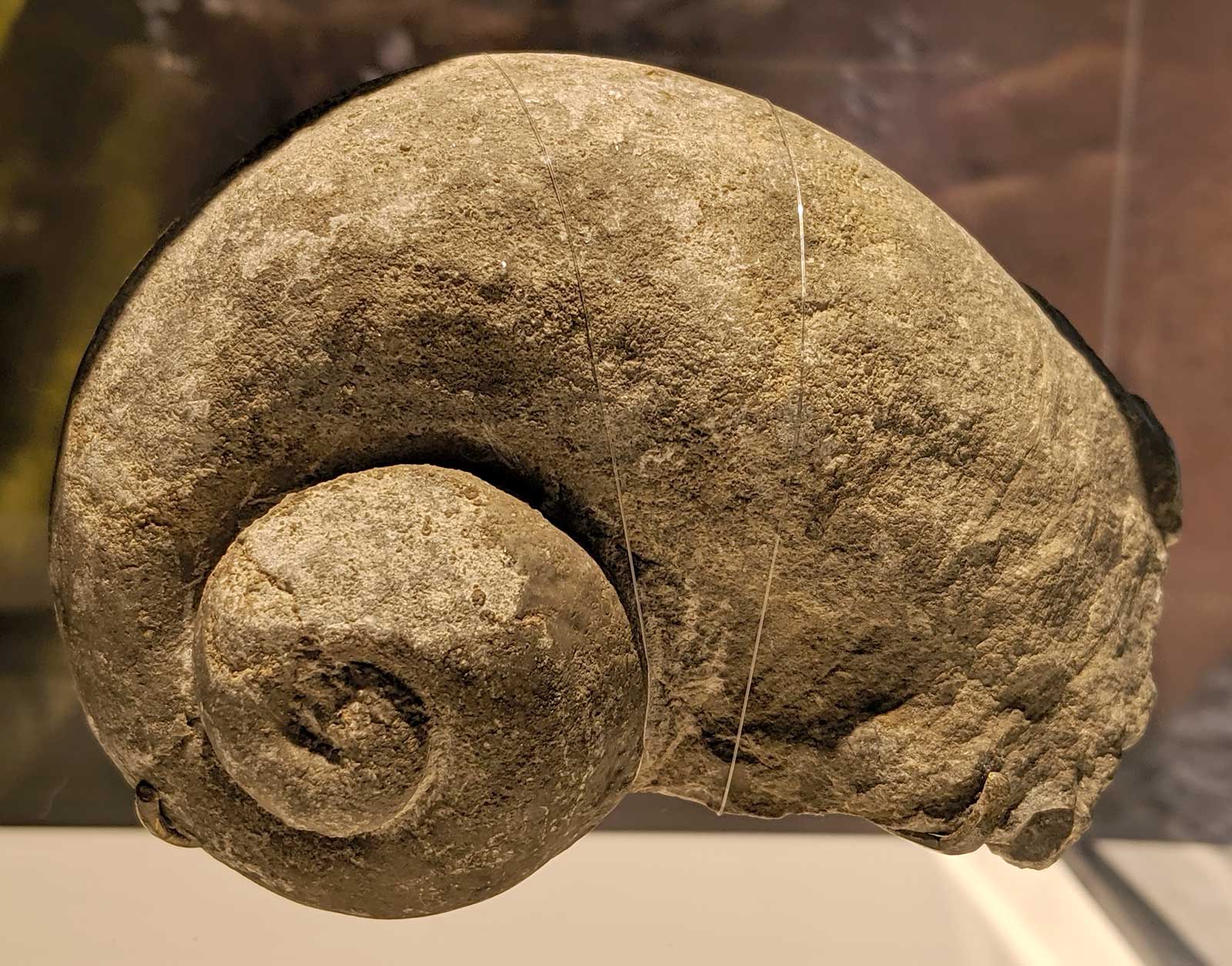 Louisville Fossils and Beyond: Turbinopsis shumardi Gastropod Fossil