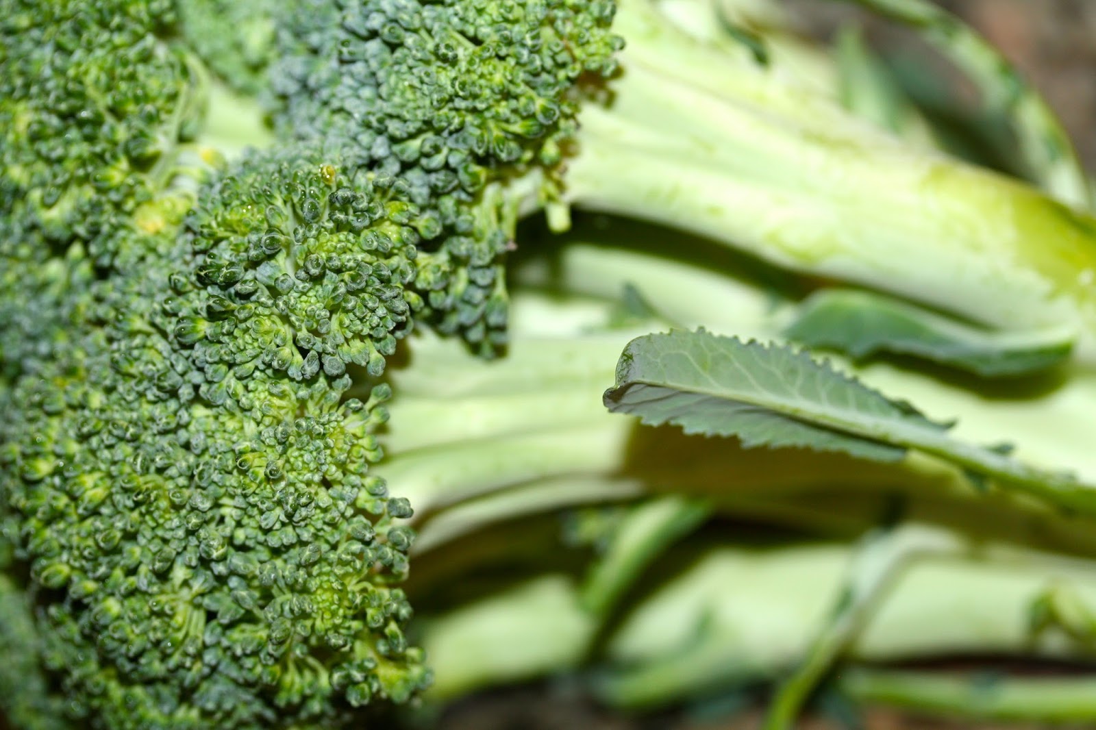 Master Career Counselor