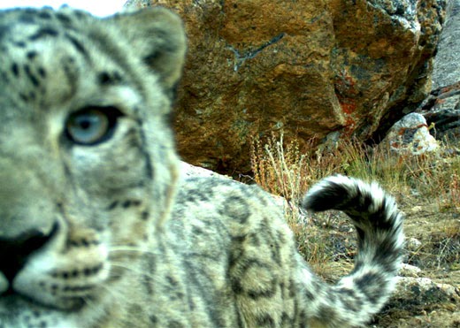 White Wolf : Snow Leopard Discovery In Tajikistan Shows Need For ...