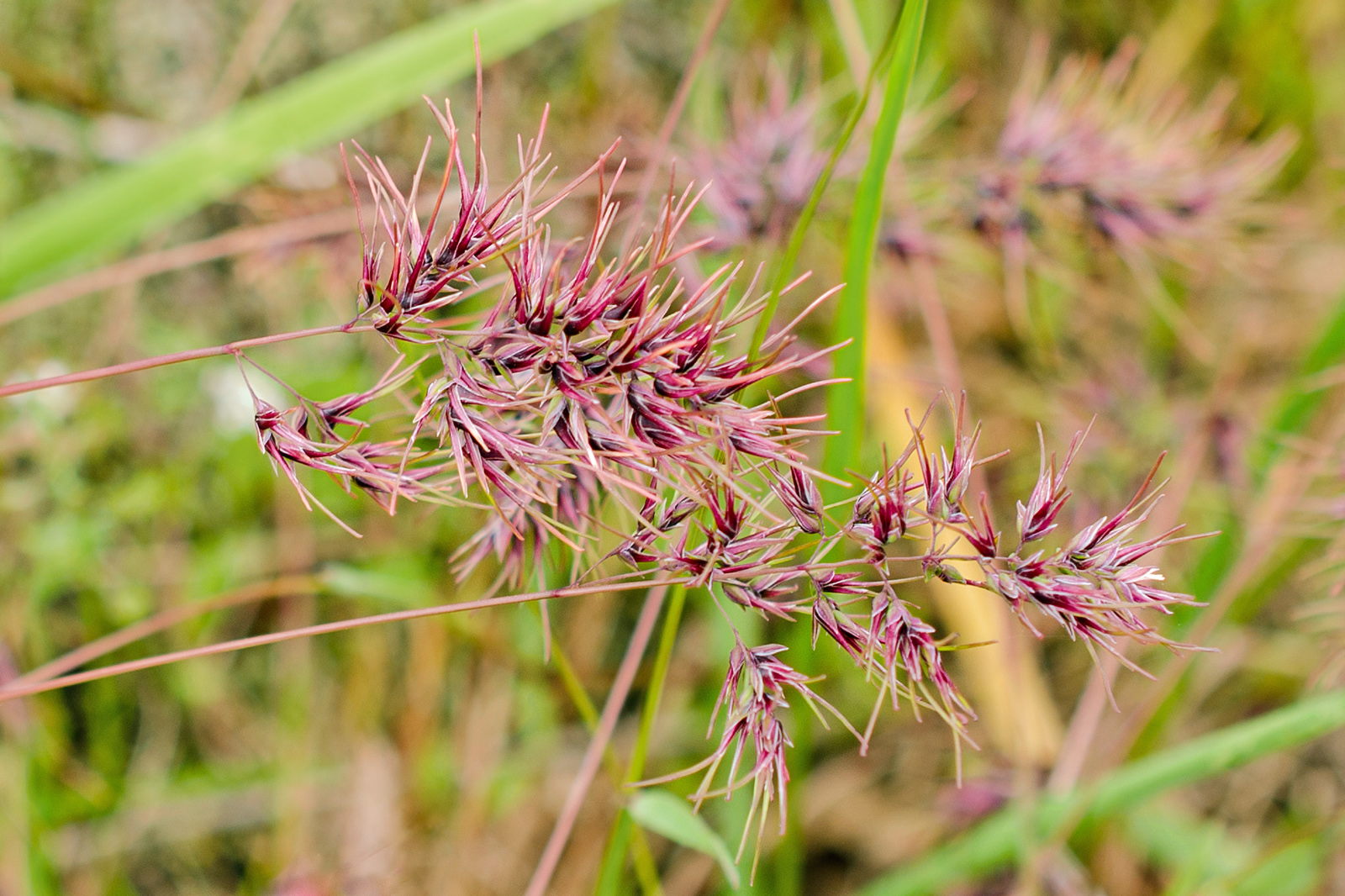 Wanderin' Weeta (With Waterfowl and Weeds): Red grass