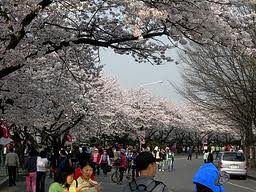 Visiting Seoul, Korea soon: Visiting Seoul in Spring Season