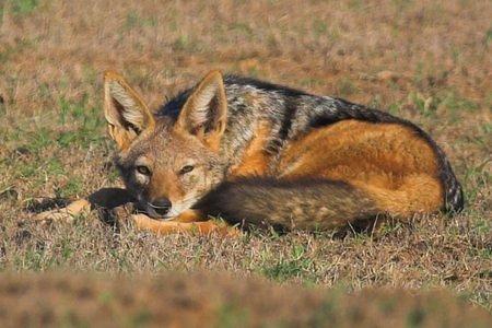 All About Animal Wildlife: Jackal Information and Photos-Images 2012
