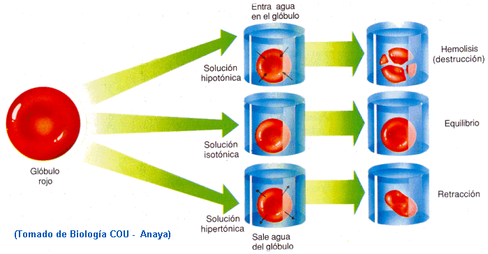 MOVIMIENTOS INTERNOS EN LOS SERES VIVOS.: PRESIÓN OSMÓTICA