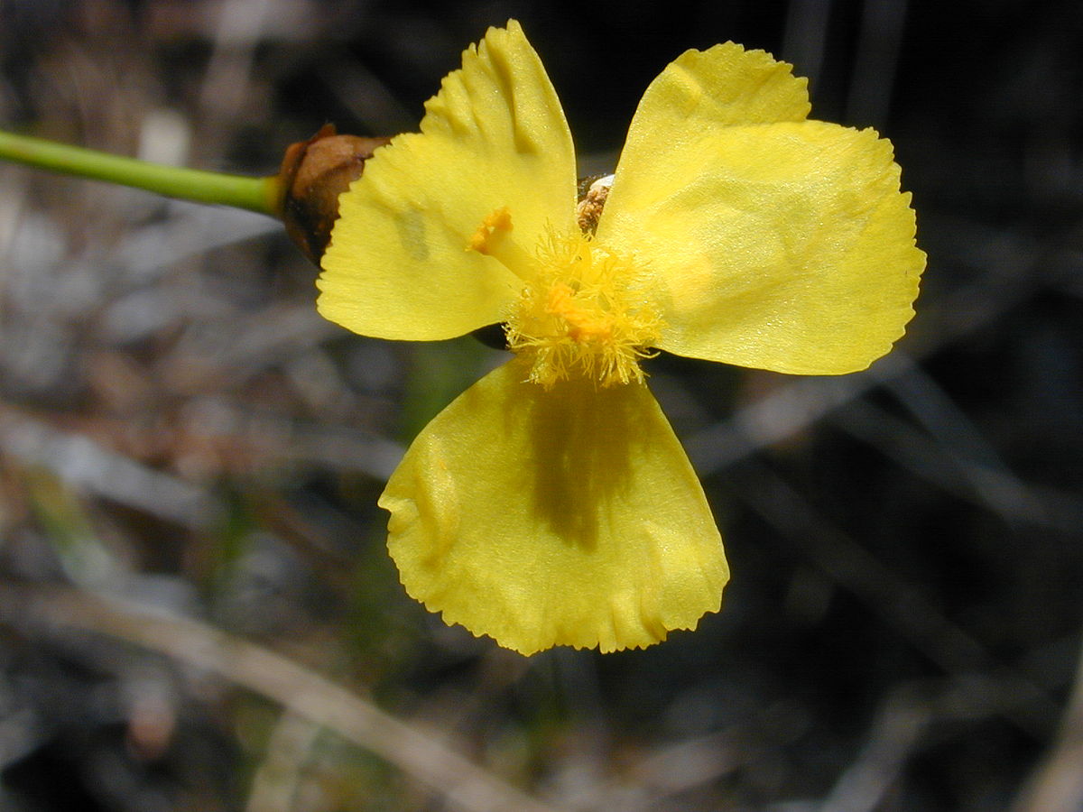 PLANT FAMILIES OF PUERTO RICO AND FLORIDA PAPO VIVES: XYRIDACEAE ...