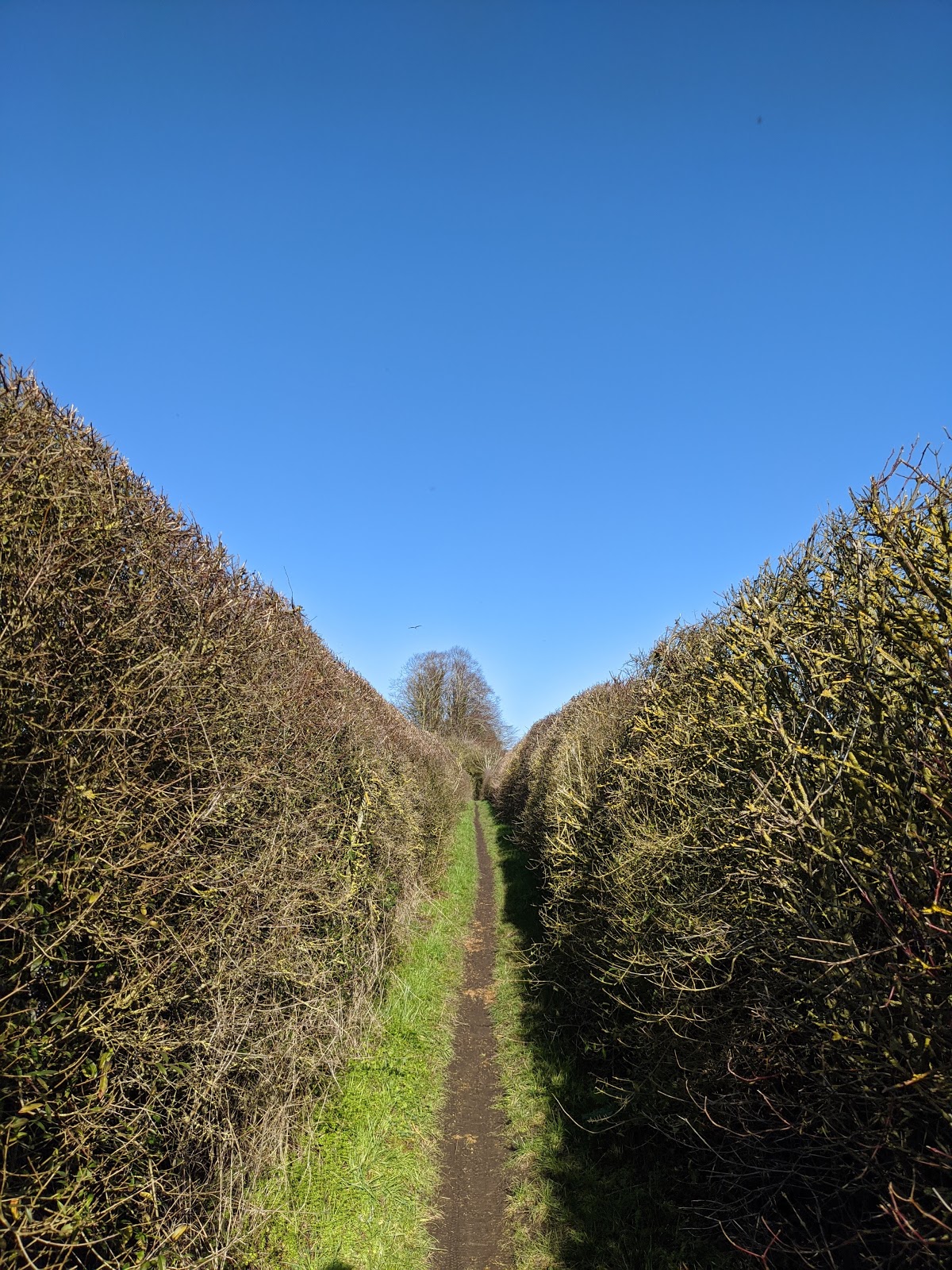 The Ridgeway (Or Icknield Way) #4: Lewknor to Goring