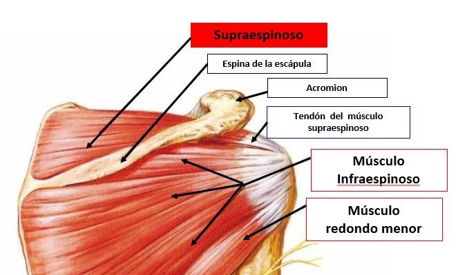 Anatomía de los músculos : MÚSCULOS DEL TREN SUPERIOR