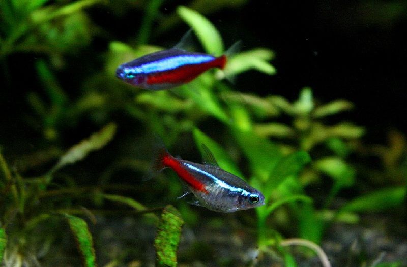 Budidaya Ikan Hias Kar Tetra ( Cardinal Tetra)