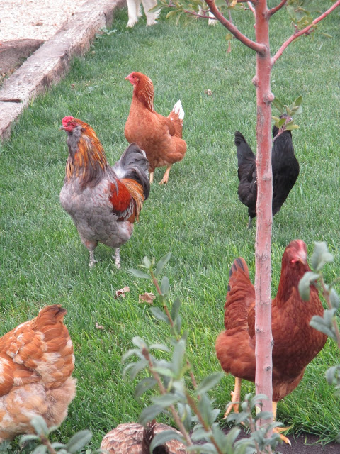 Graceful Landing: Irish Ancestors