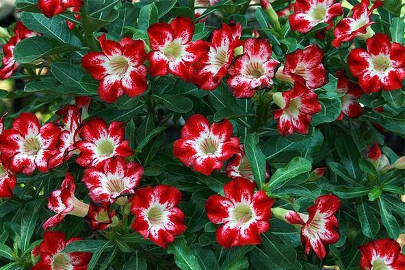 Flower Homes: Adenium Flowers