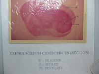 HISTOLOGY ATLAS 3D FOR MEDICAL STUDENTS.: PARASITOLOGY MICROSCOPIC ...