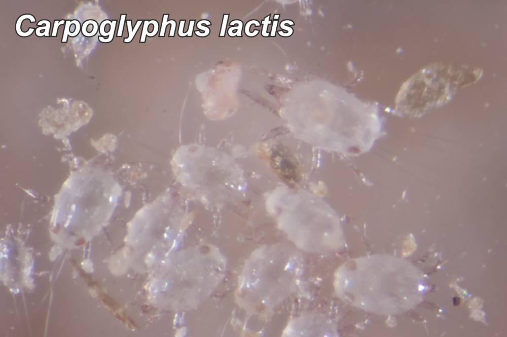 Homo agricola: Desmontando al swirskii (Capítulo 6. Fabricando ácaros)