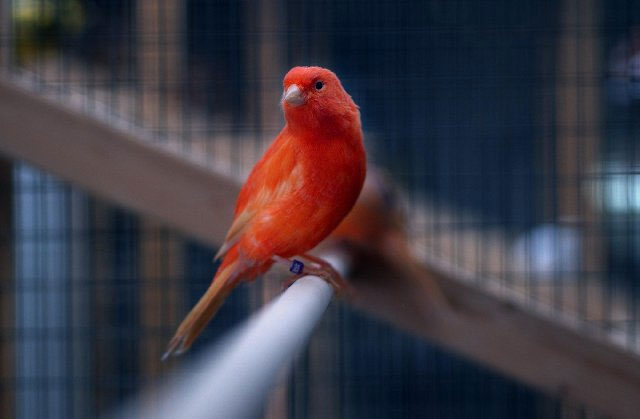 GALERI - KENARI MALANG INDONESIA