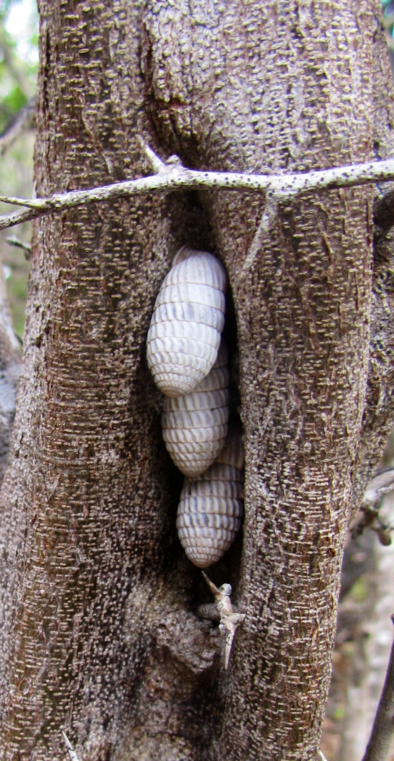 Hiking Curaçao - Flora and Fauna: Kokolishi in a Brasil tree