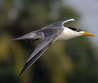 Lesser crested tern photos | Birds of India | Bird World