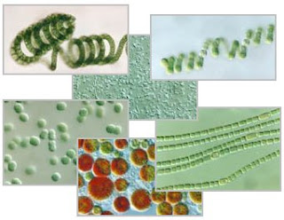 Ricardo Fernandez Barrueco: Ficología o Algología