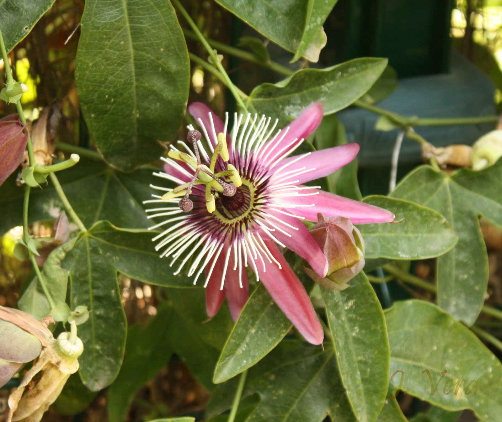 Un jardín en Málaga: Passifloras.