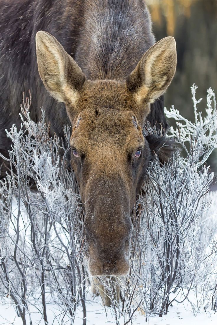 daily timewaster: This moose looks annoyed, and an annoyed moose is a ...