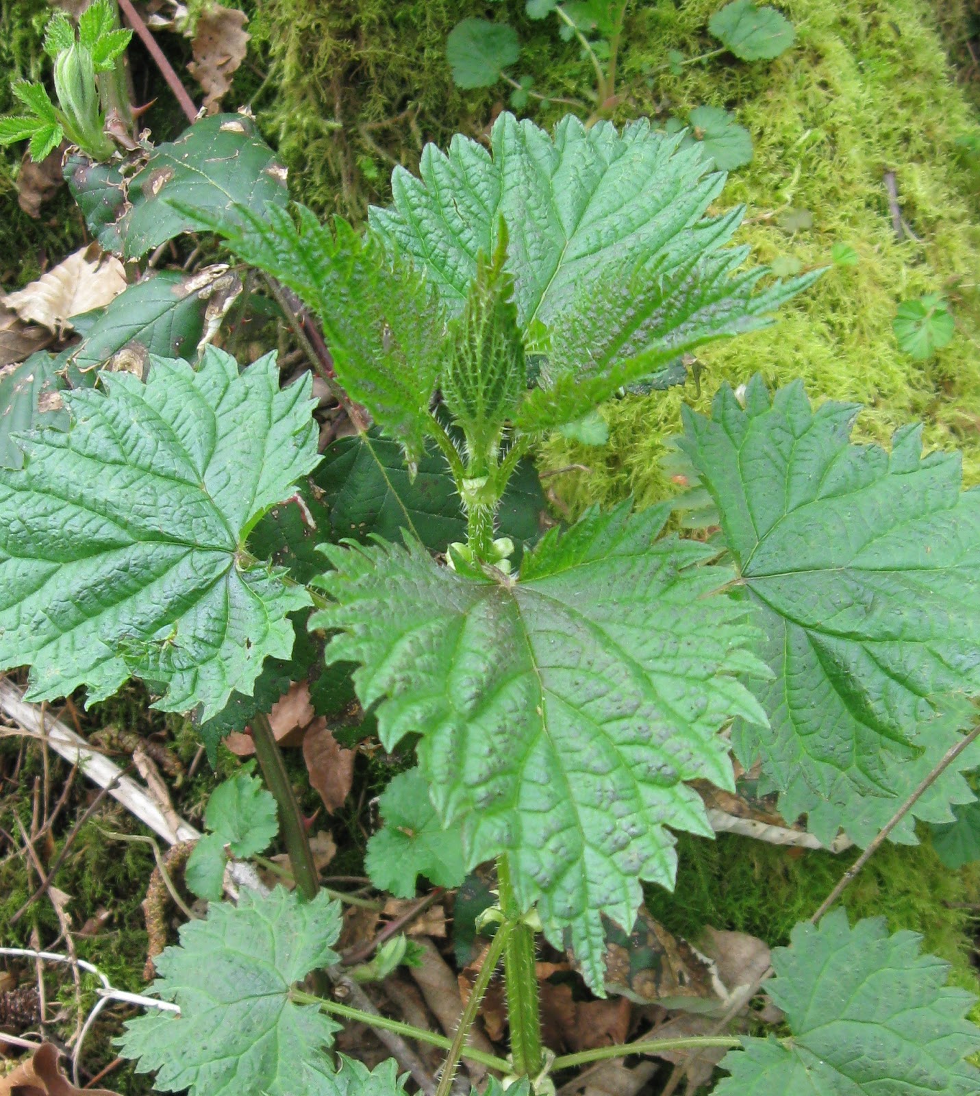 Honey Bee Holistics: Wild Nettles and why you should be friends!