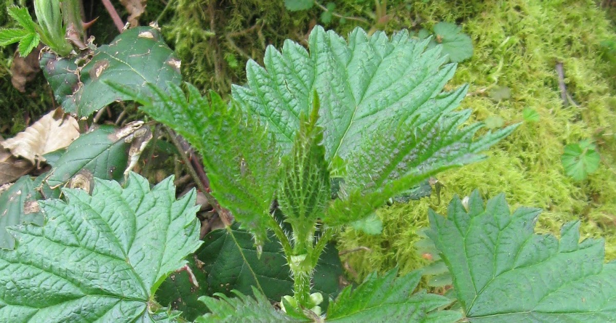 Honey Bee Holistics: Wild Nettles and why you should be friends!