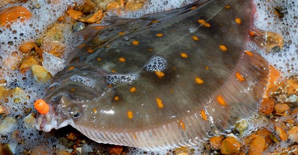 Noble's Fishing - Hints & Tips: March 2015