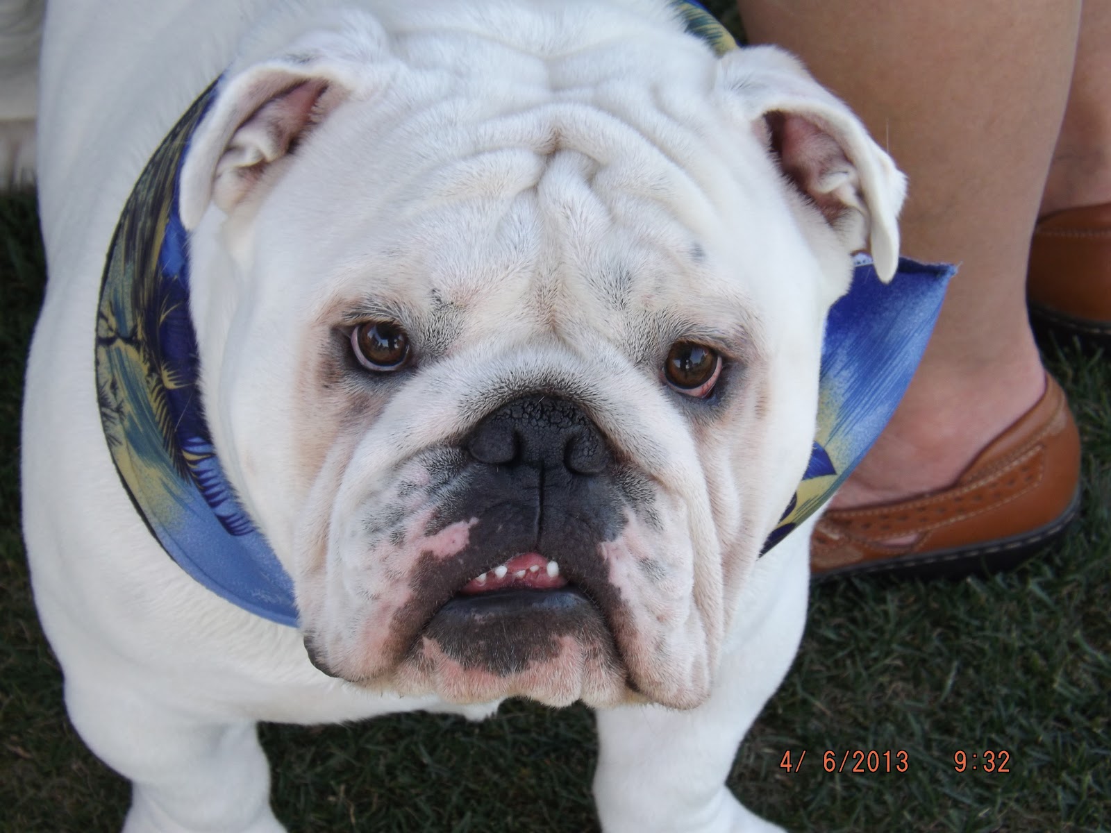 Up to Speed: Kachina Kennel Dog Show Sprin 2013