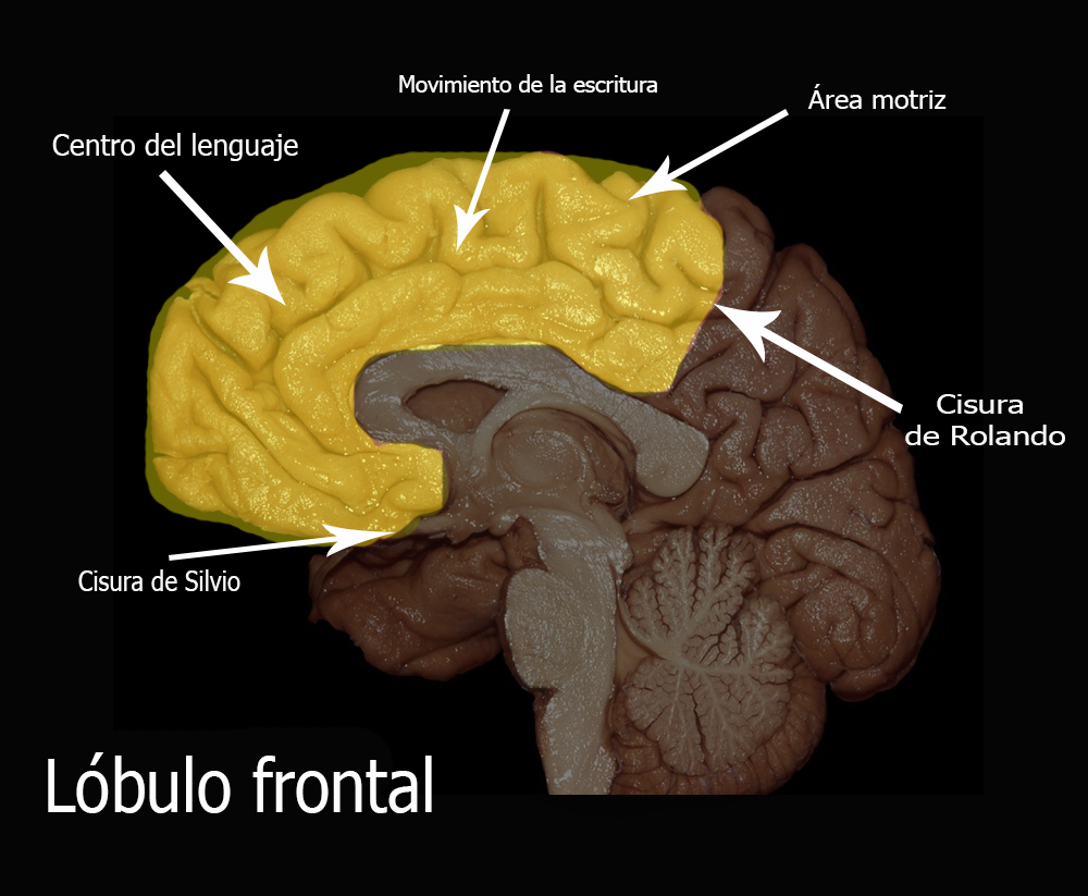 Corteza Cerebral