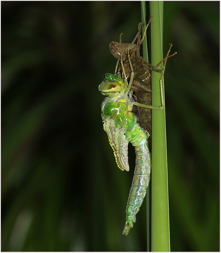 Kent Dragonflies: Emerging Emperor Dragonfly