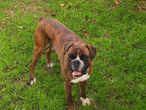 Mujer busca perrita boxer que le fue sustraídad desde su domicilio en ...