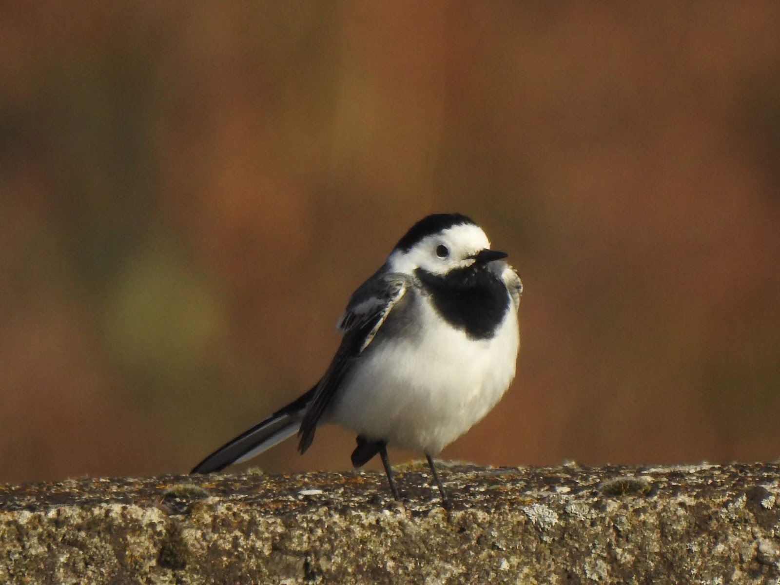PASARI DIN ROMANIA: CODOBATURA ALBA, Motacilla alba