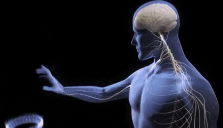 Human Body System - Human Anatomy | Makpats