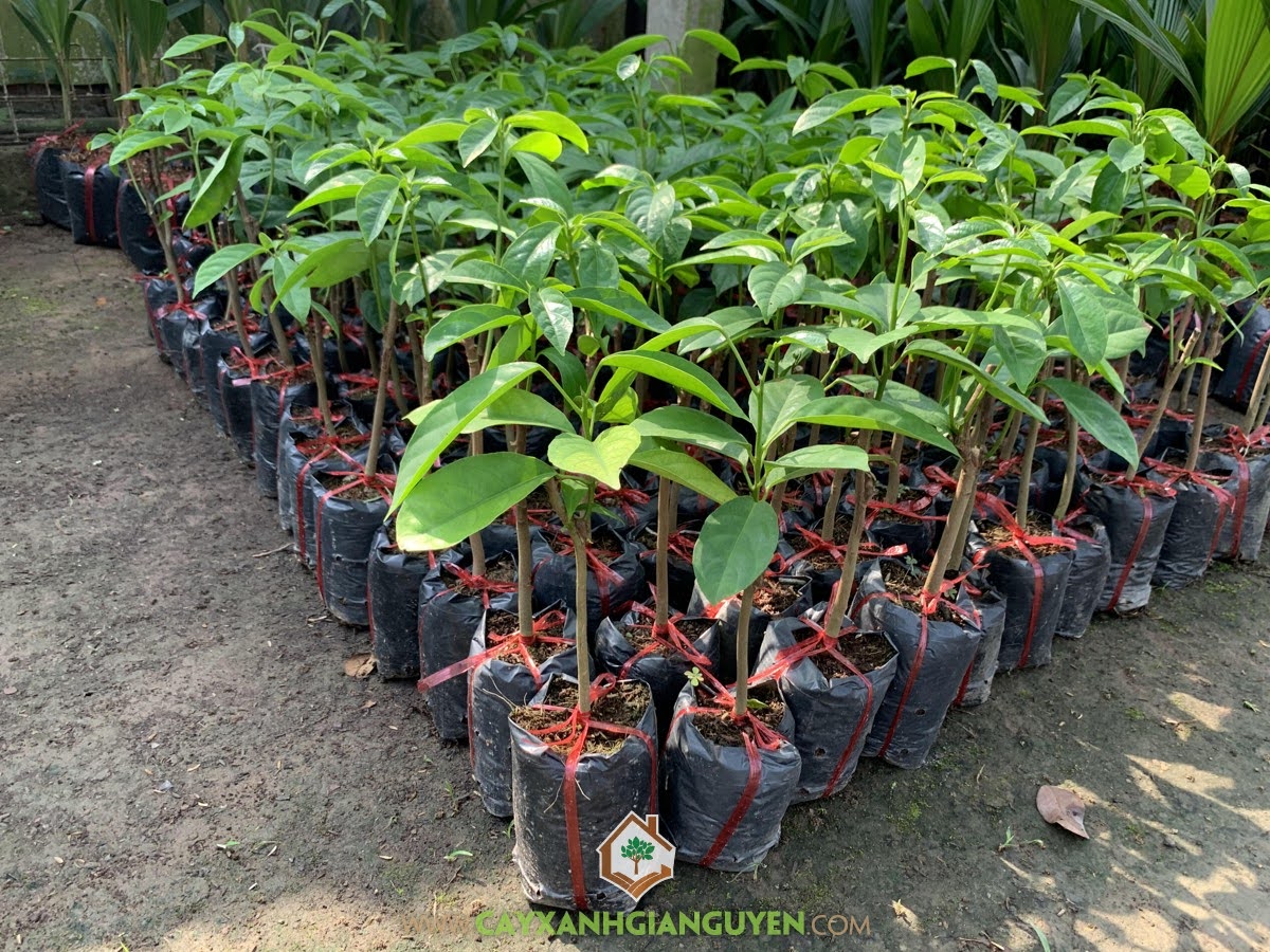 KỸ THUẬT TRỒNG CÂY DÂU DA XANH ~ Cây Dâu Da Xanh