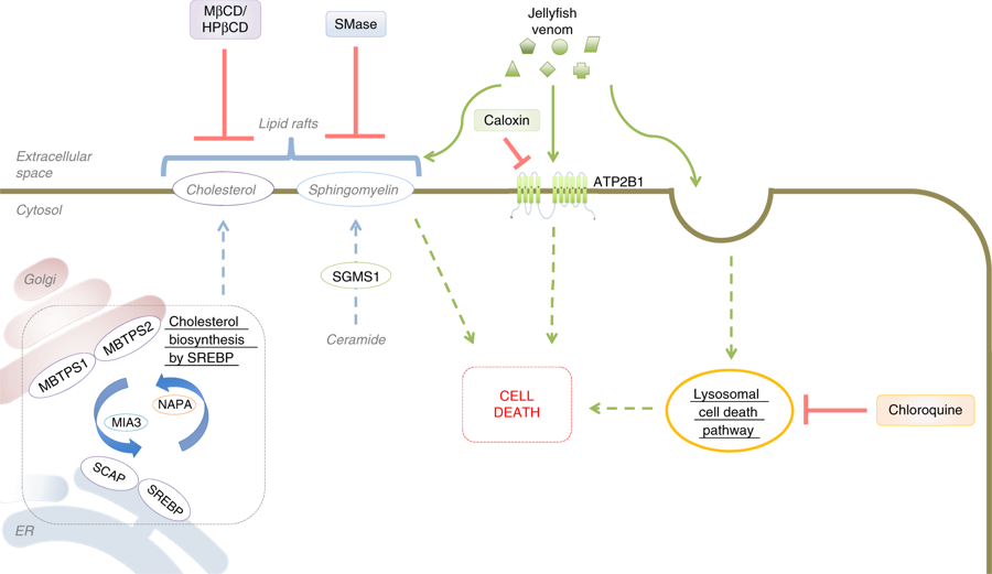 Box Jellyfish Venom Under The Microscope