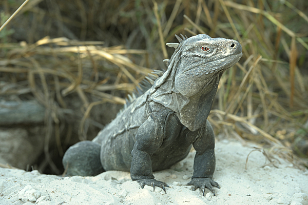 Kevin Schafer : Images & Issues: Chasing Rare Lizards