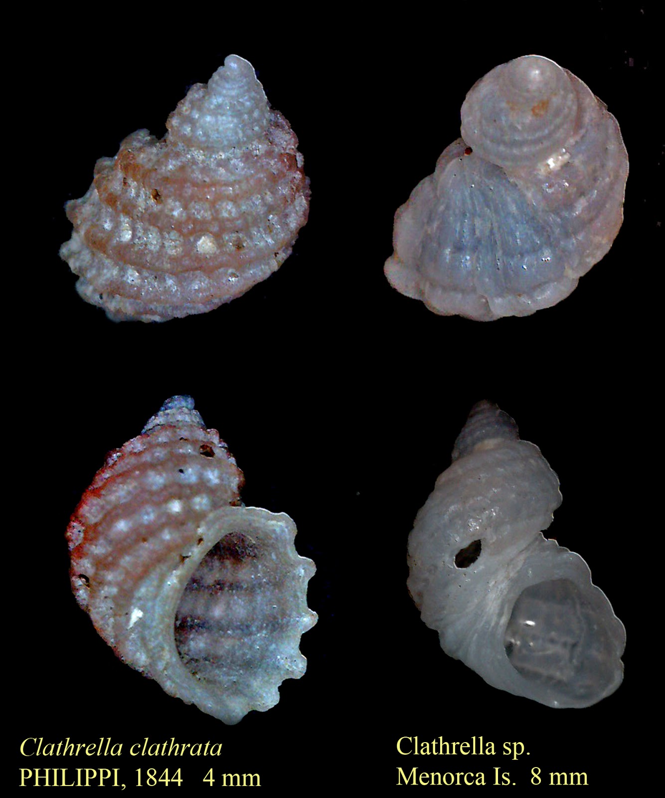 MALACOLOGÍA MEDITERRÁNEA: 2010-12-26