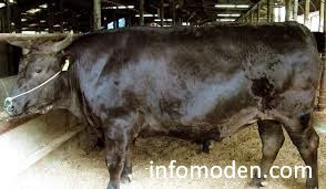 6 Jenis Baka Lembu Di Malaysia