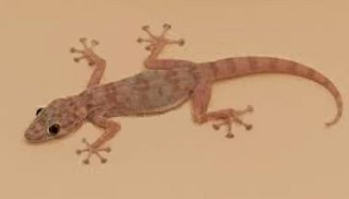 Lexa Cain: Egypt Wildlife