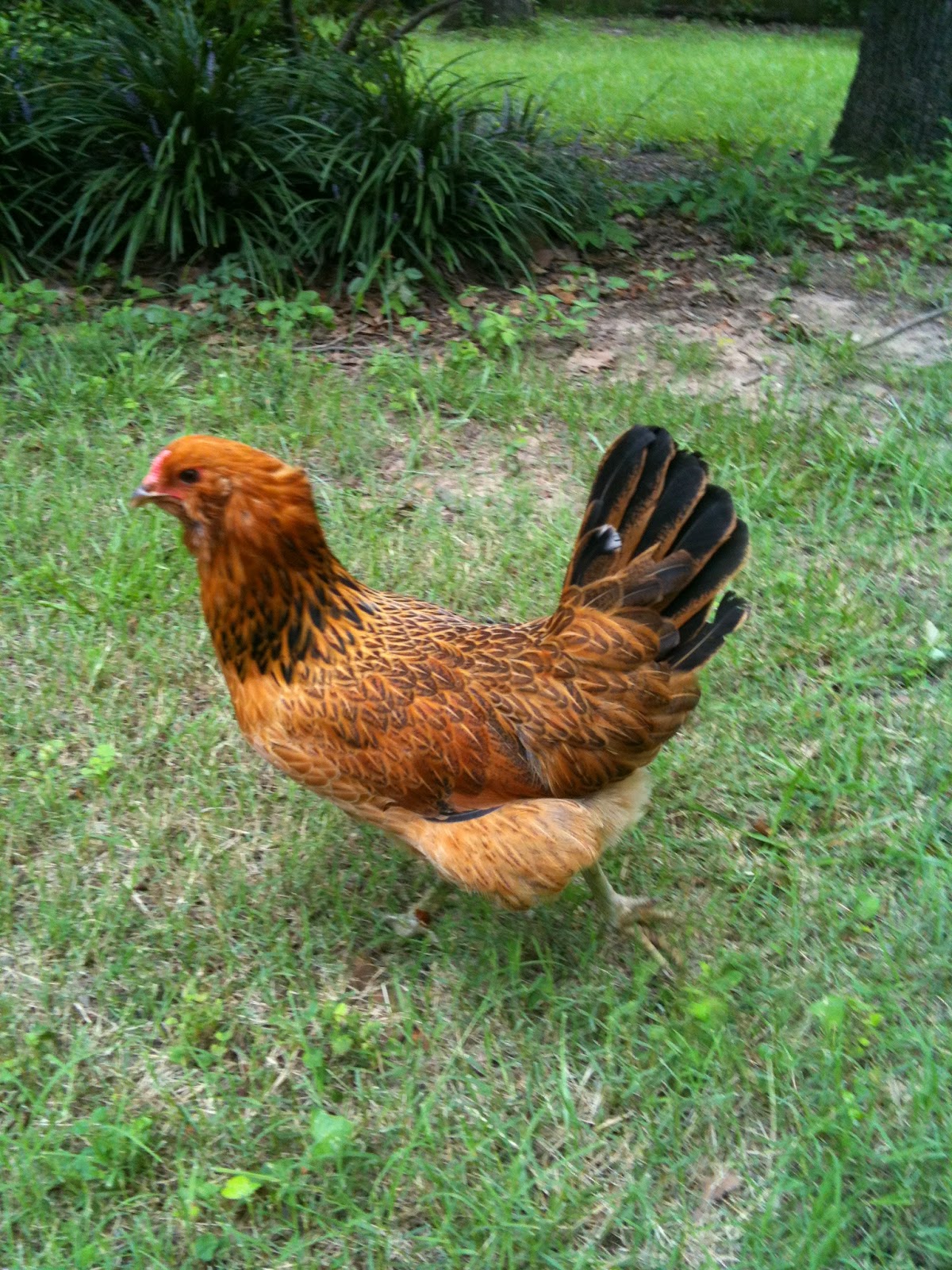 Cannibal Chickens - Tales from Goshen