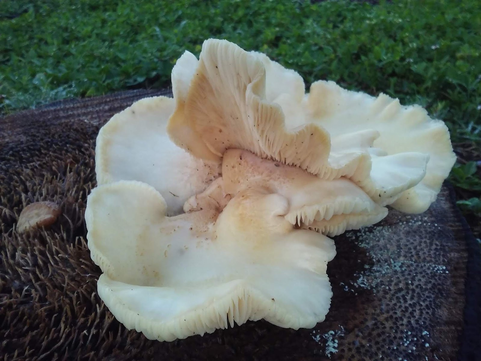 MadSnapper: Locust Husk on Nature Friday