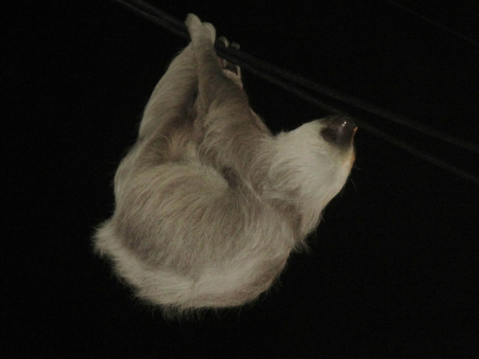 more JOY everywhere!: Sloth Hunt!