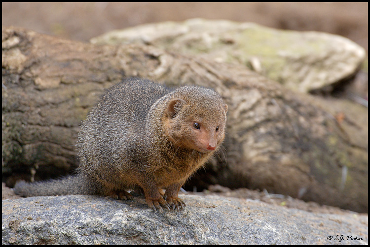 Animals pictures: Dwarf Mongoose
